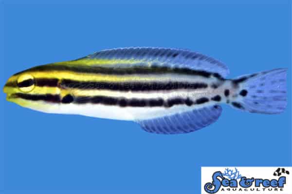 Fish – Cultivated Reef