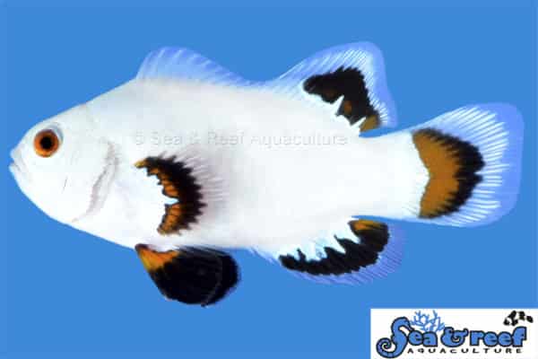 Clownfish – Cultivated Reef