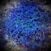Blue Hypnea – Cultivated Reef