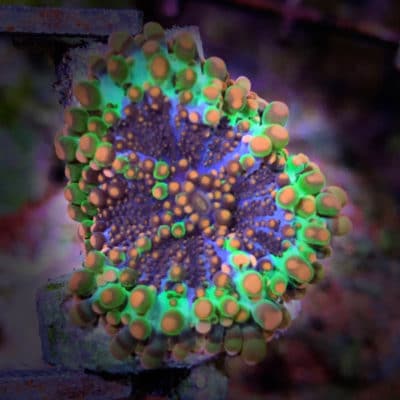 Soft Coral – Cultivated Reef