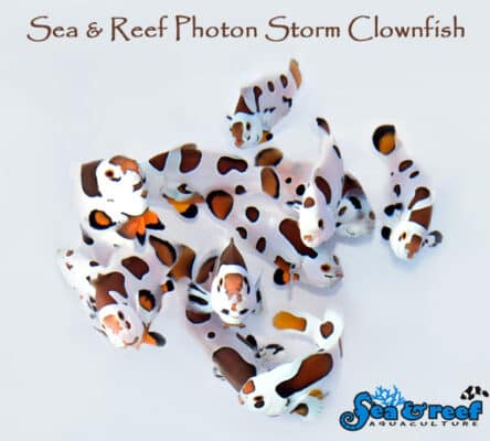 Photon Storm – Cultivated Reef