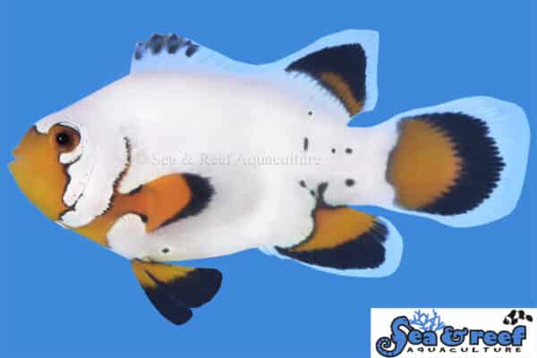 Clownfish – Page 3 – Cultivated Reef