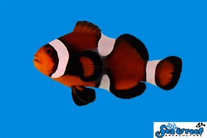 Clownfish – Page 2 – Cultivated Reef